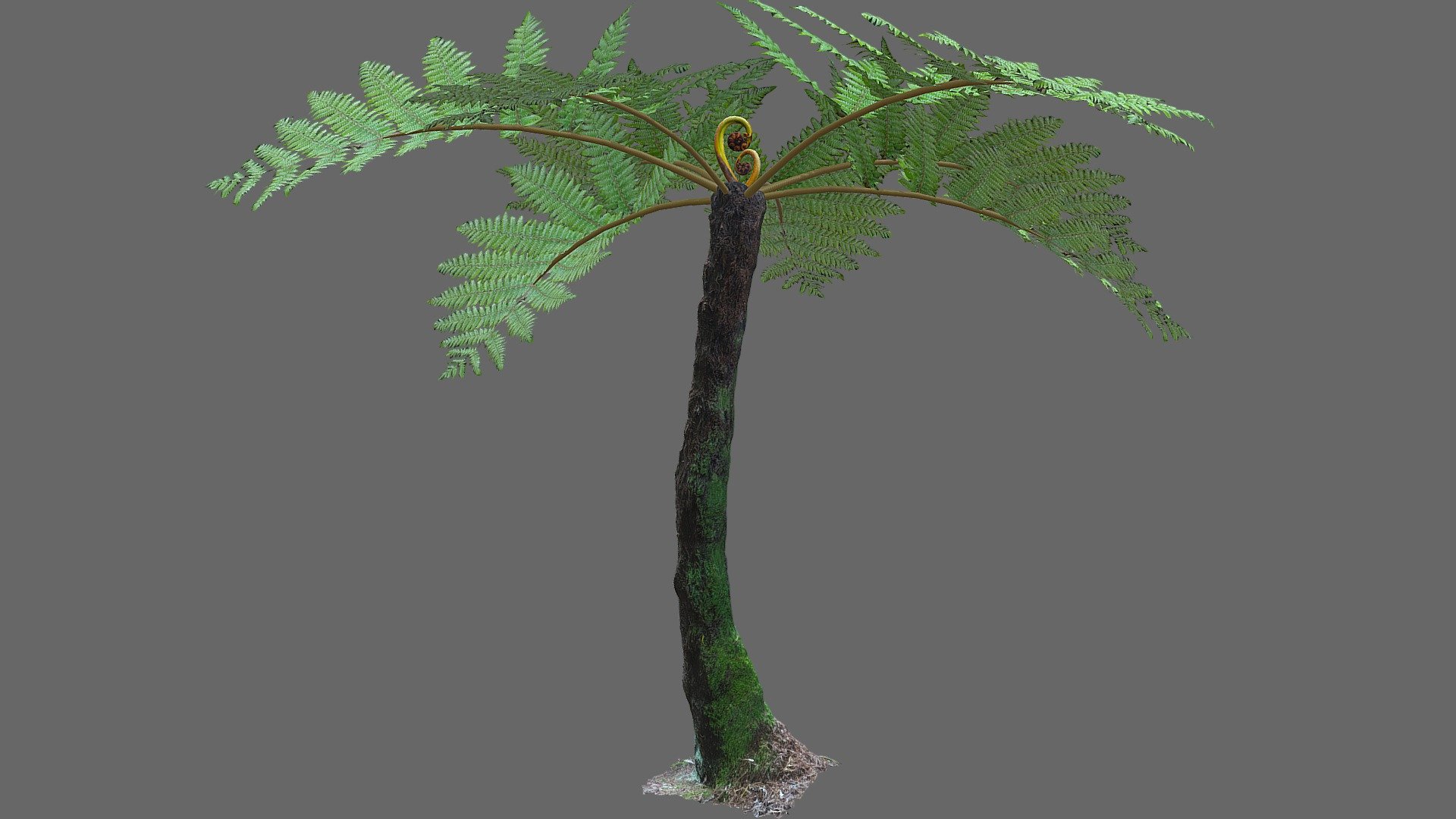 Tree Fern 1 - Download Free 3D model by b_nealie [c6bc31d] - Sketchfab