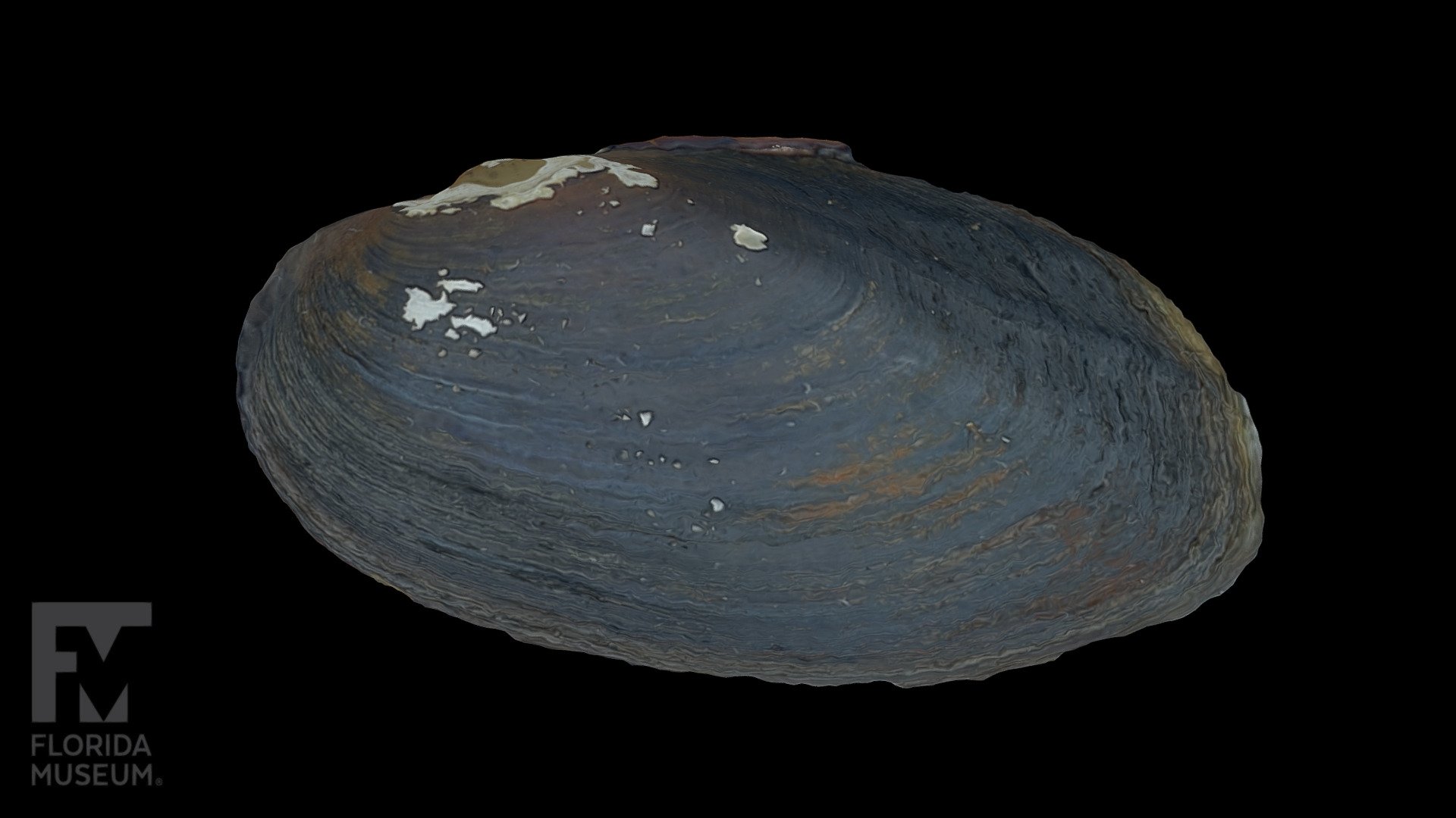 Southern kidneyshell - Freshwater Mussel - 3D model by FloridaMuseum ...