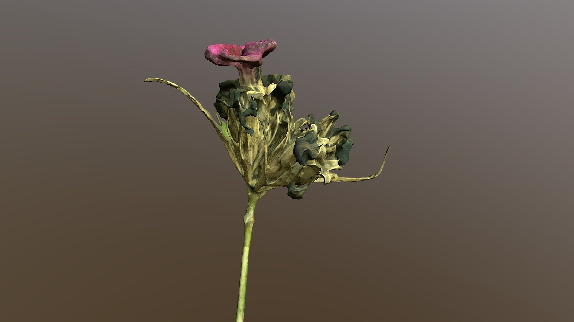 flower openscan test 2 - openScanCloud - Download Free 3D model by ...