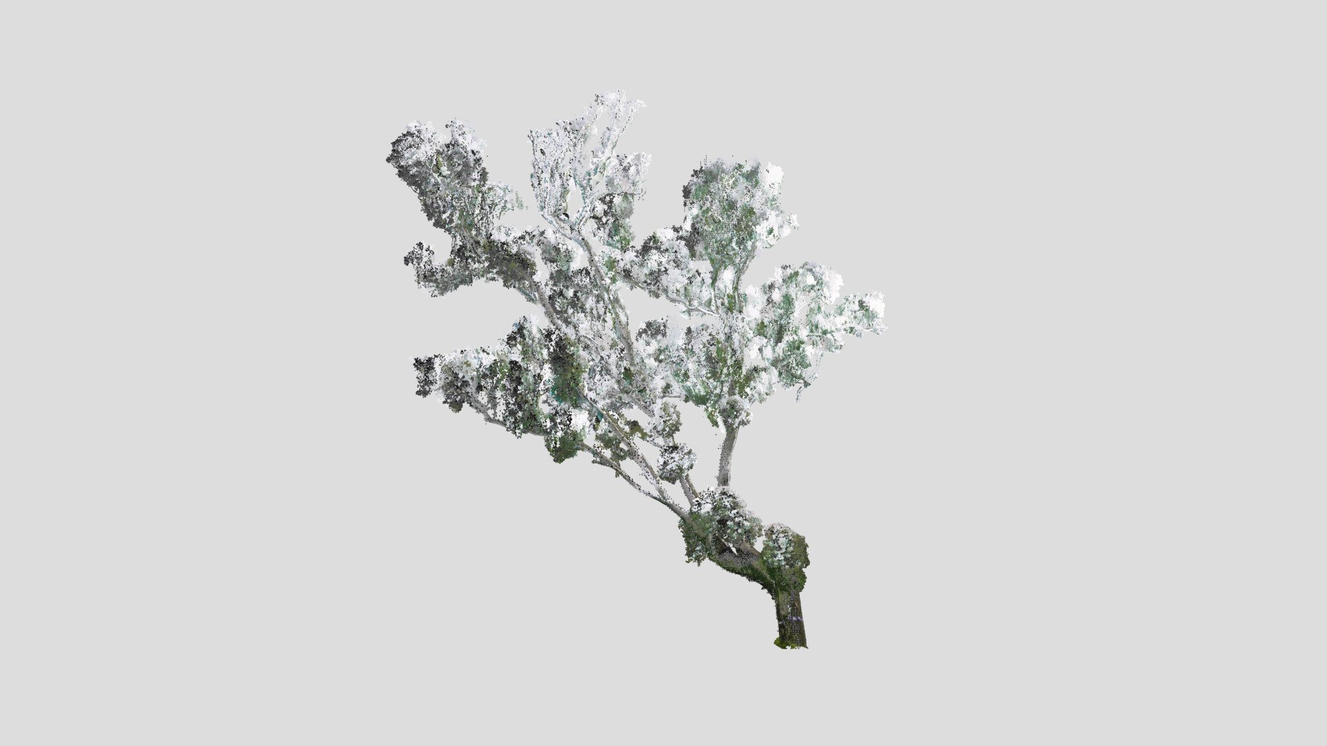 Tree Point Cloud - Buy Royalty Free 3D model by magnum_opus (@tree ...