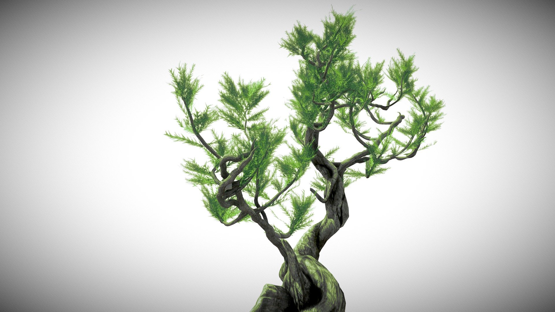 Japanese Bonsai - 3D model by ElectroNick [c6d178d] - Sketchfab