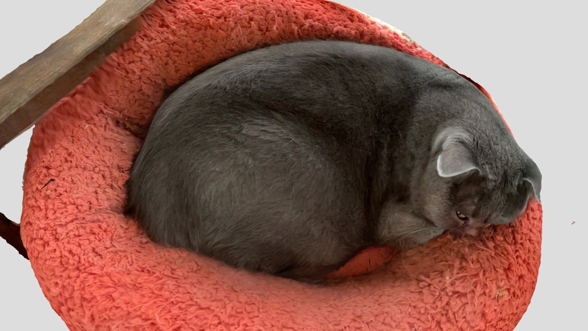 cat Scan - Download Free 3D model by hata419 [c6d3f8b] - Sketchfab