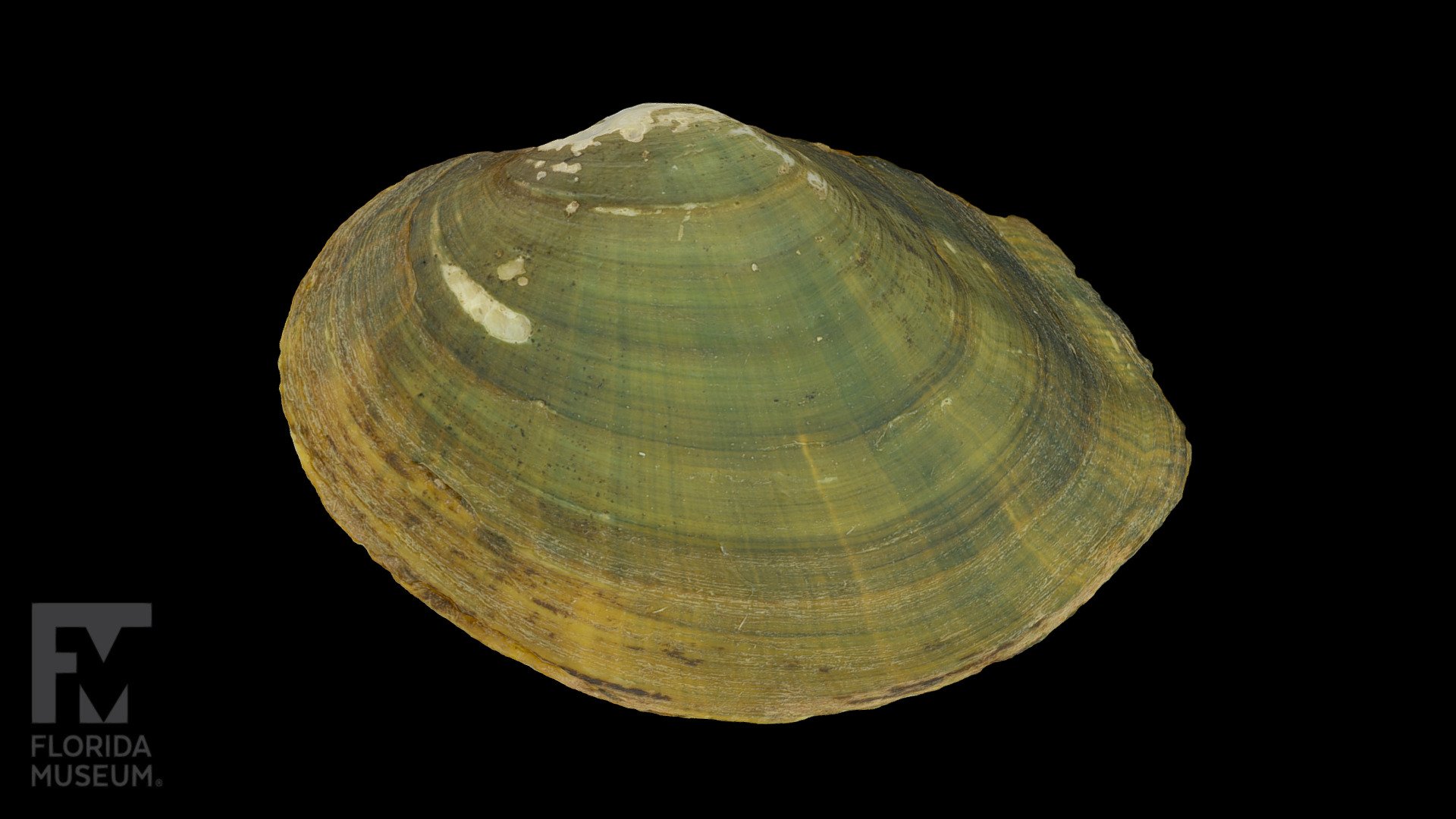 Notched rainbow - Freshwater Mussel - 3D model by FloridaMuseum ...