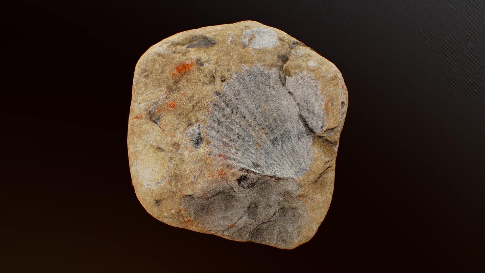 Fossil in a small rock - 50 Photos - 3D model by Z3D (@z3d.nz) [c6db56f ...