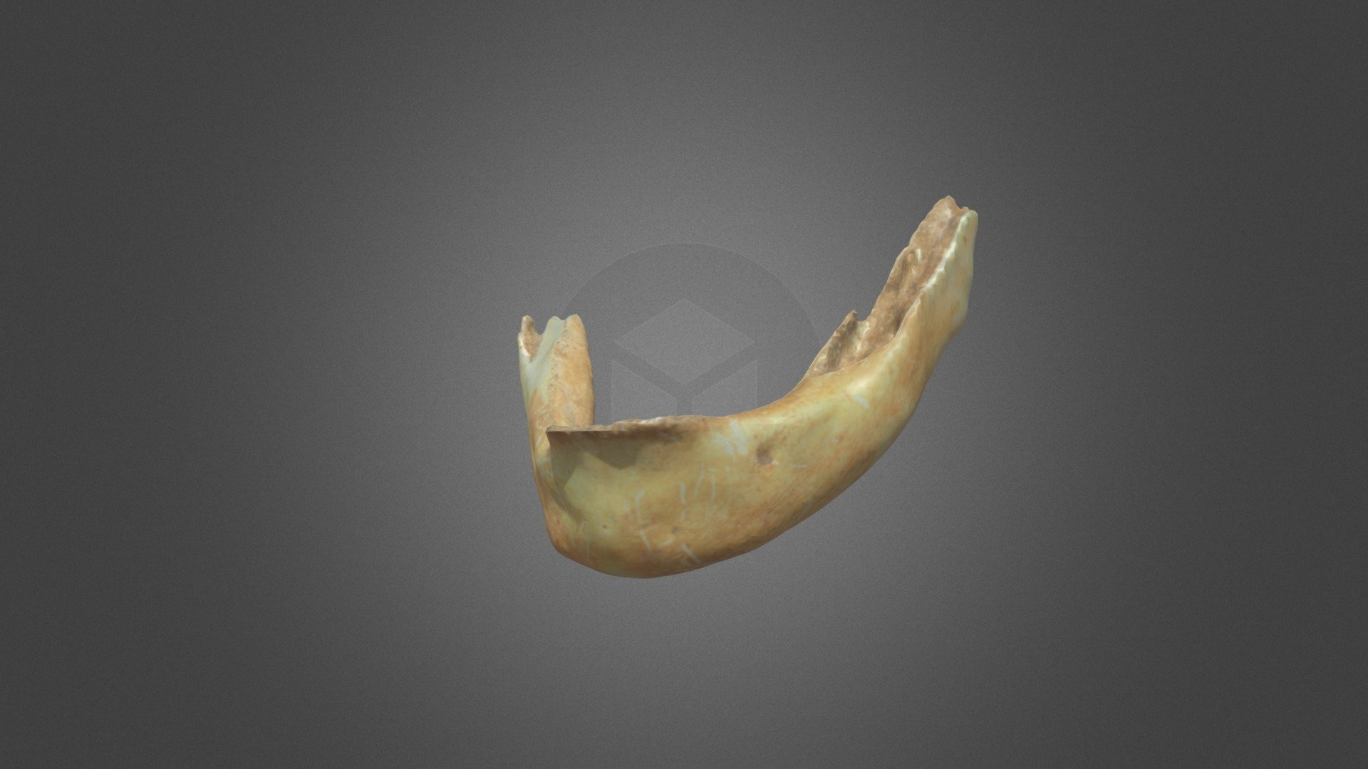 Bone 6 - 3D model by access3d [c6e0f0c] - Sketchfab