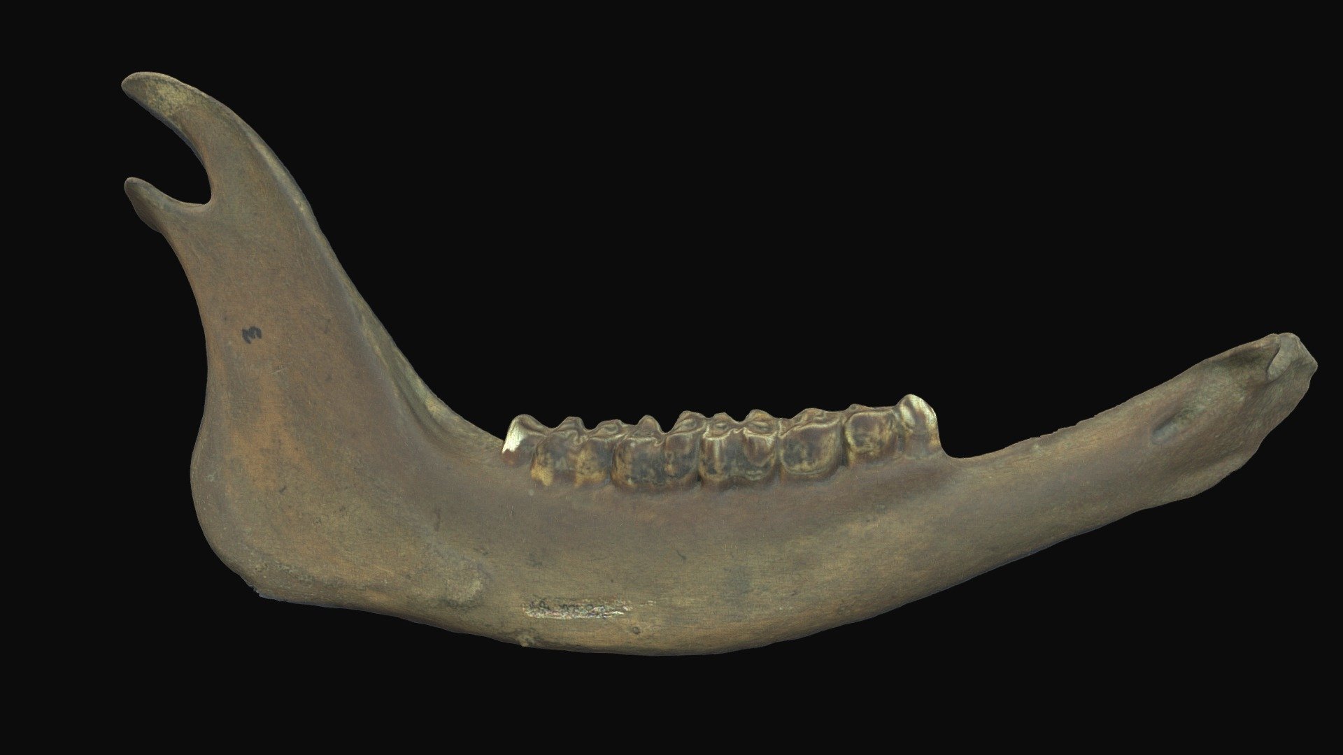 Bison jaw (late Holocene). Big Bone Lick, KY. - 3D model by ETSU_LAMPeC ...