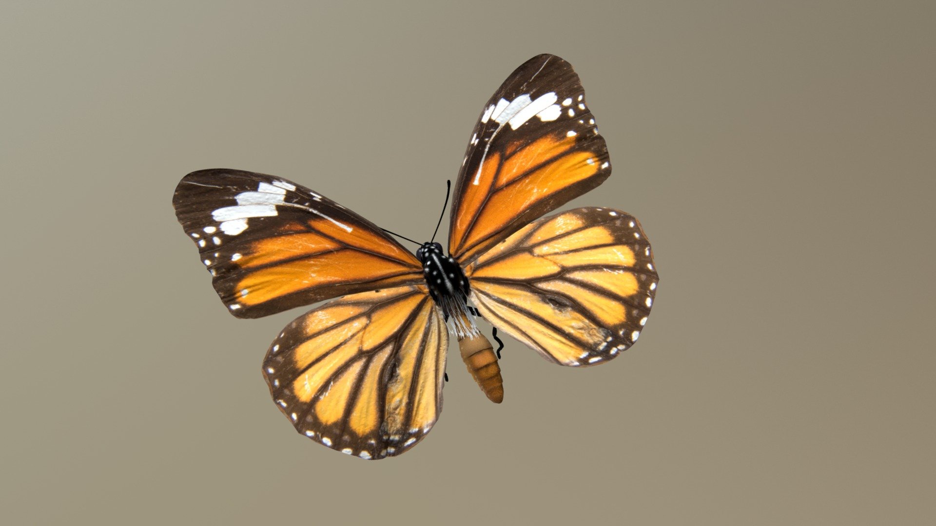 butterfly - 3D model by Glacier (@irvingao) [c6f5909] - Sketchfab