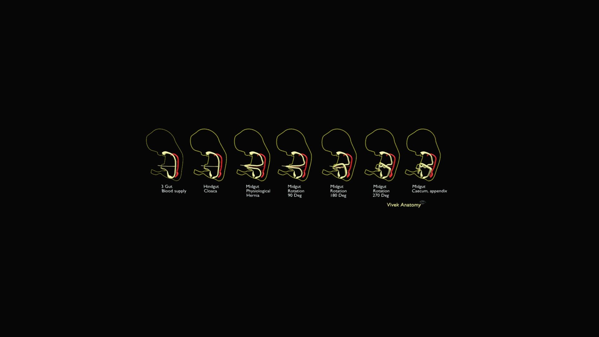 Digestive system Embryology: Midgut development - 3D model by ...