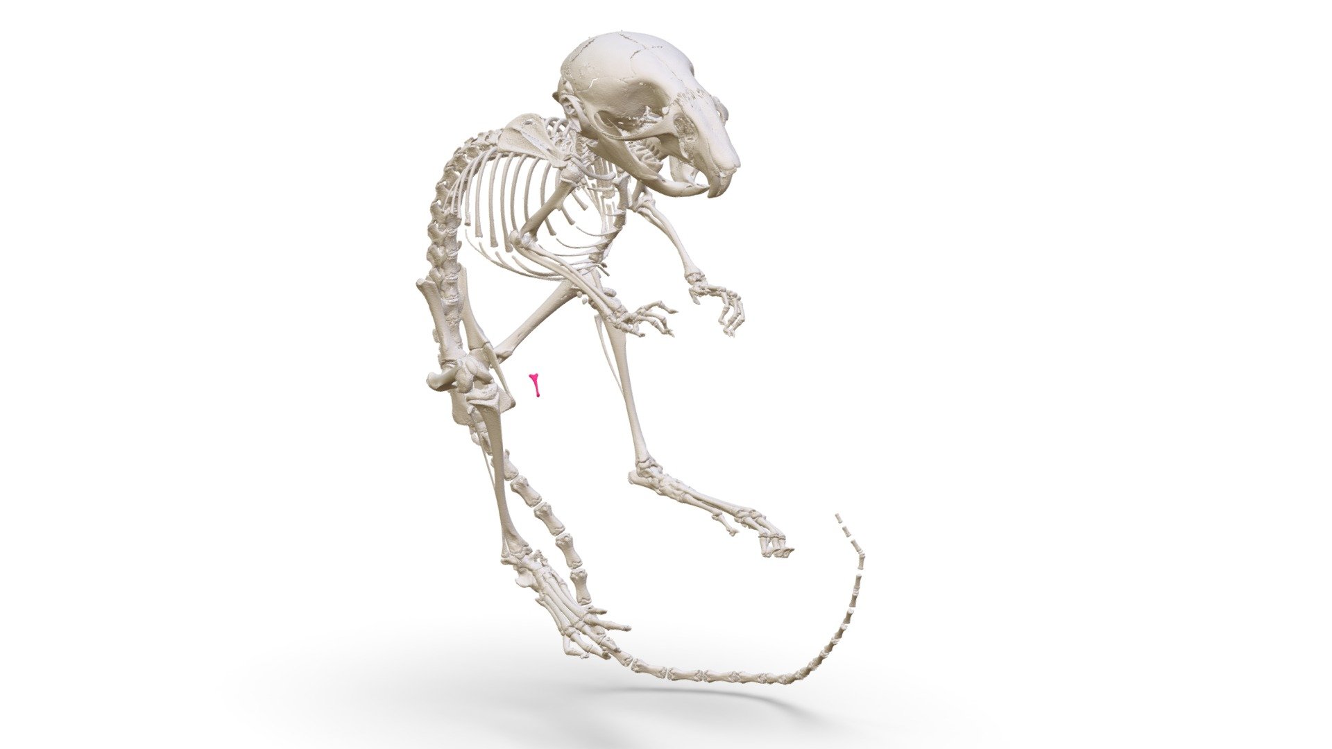 Phyllotis darwini (MSB:Mamm:133019) - 3D model by Biodiversity [c7000c7 ...