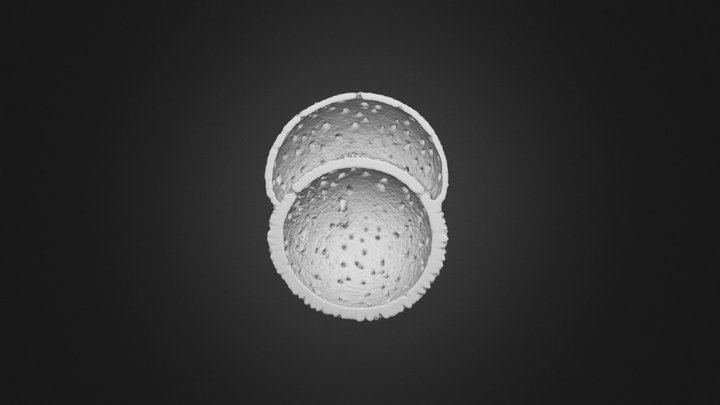 Calcifier 3D models - Sketchfab