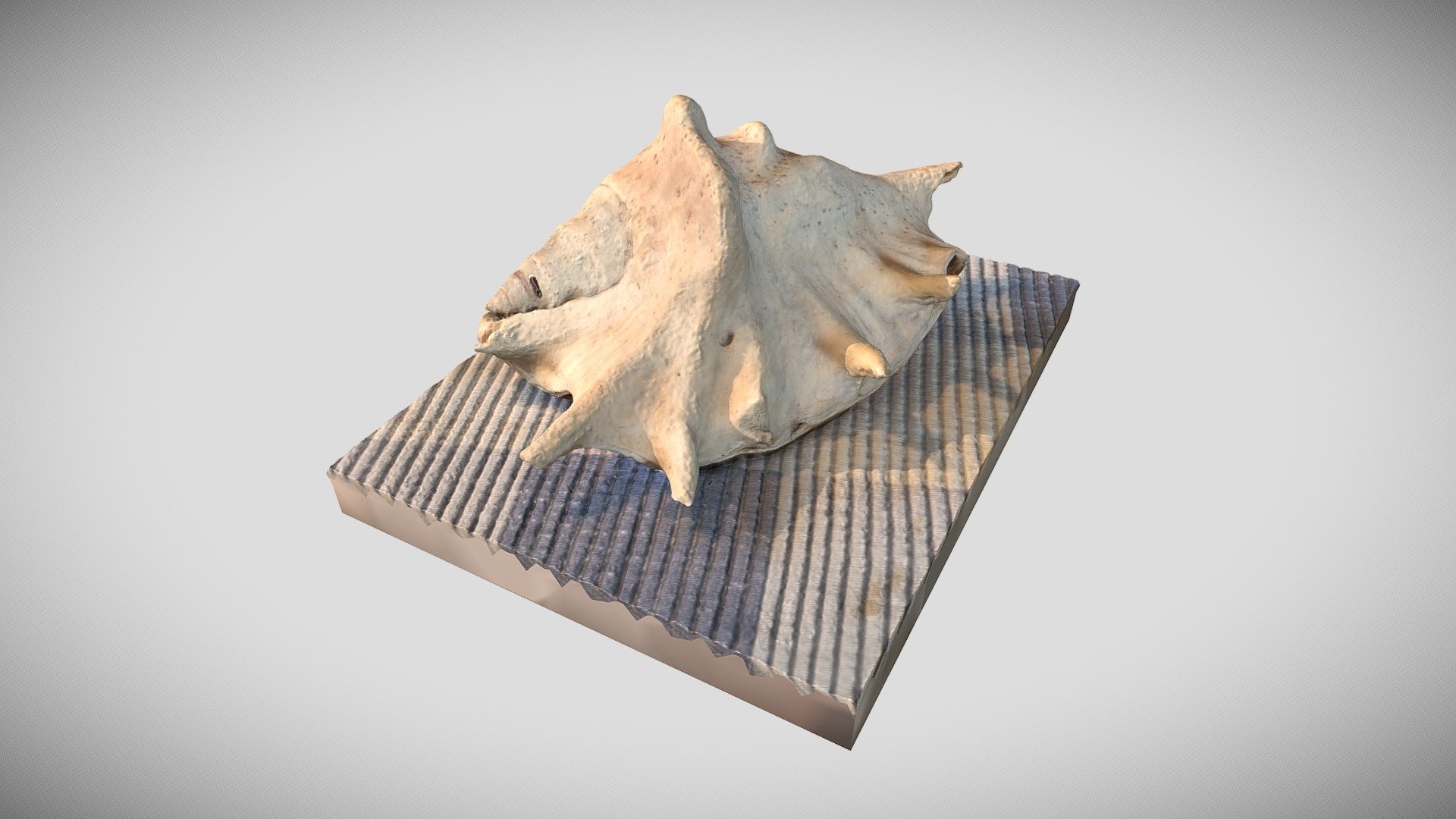 Seashell - 3D model by Covac [c70875c] - Sketchfab