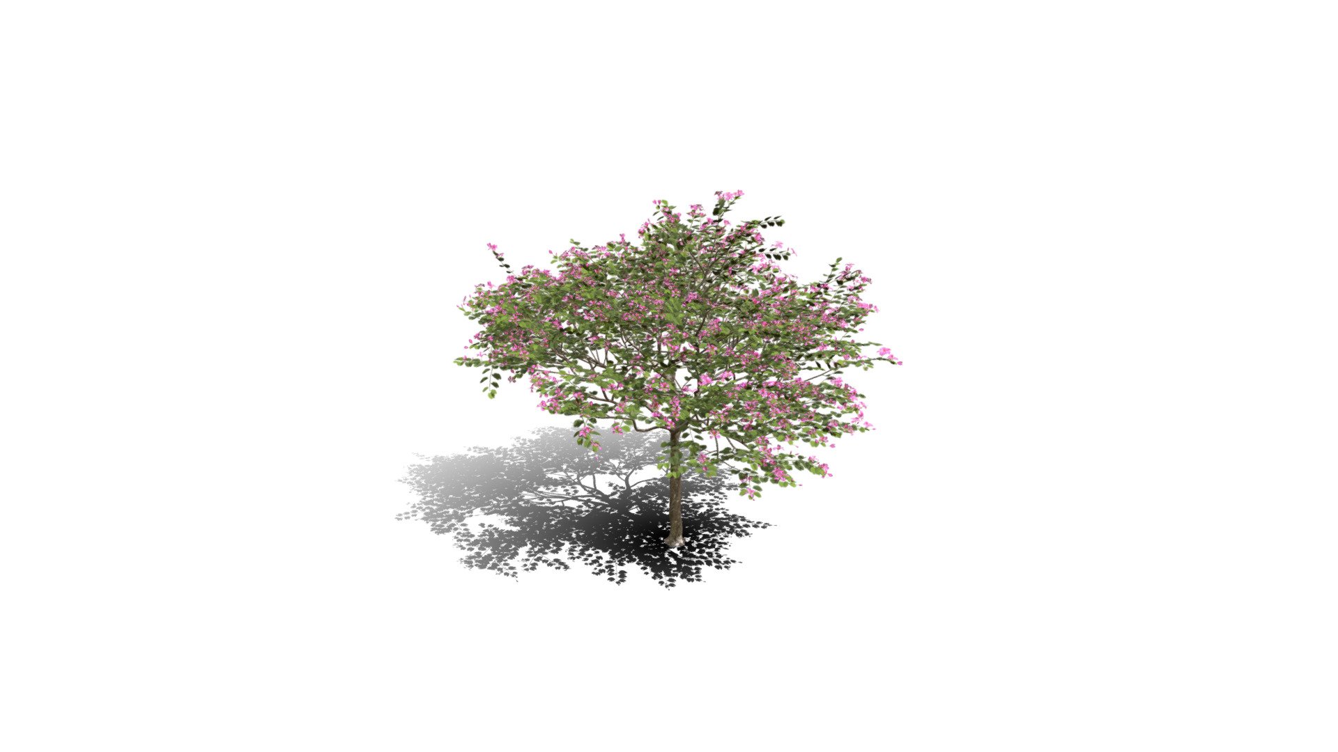 Realistic HD Hong Kong orchid tree (10/40) - Buy Royalty Free 3D model ...