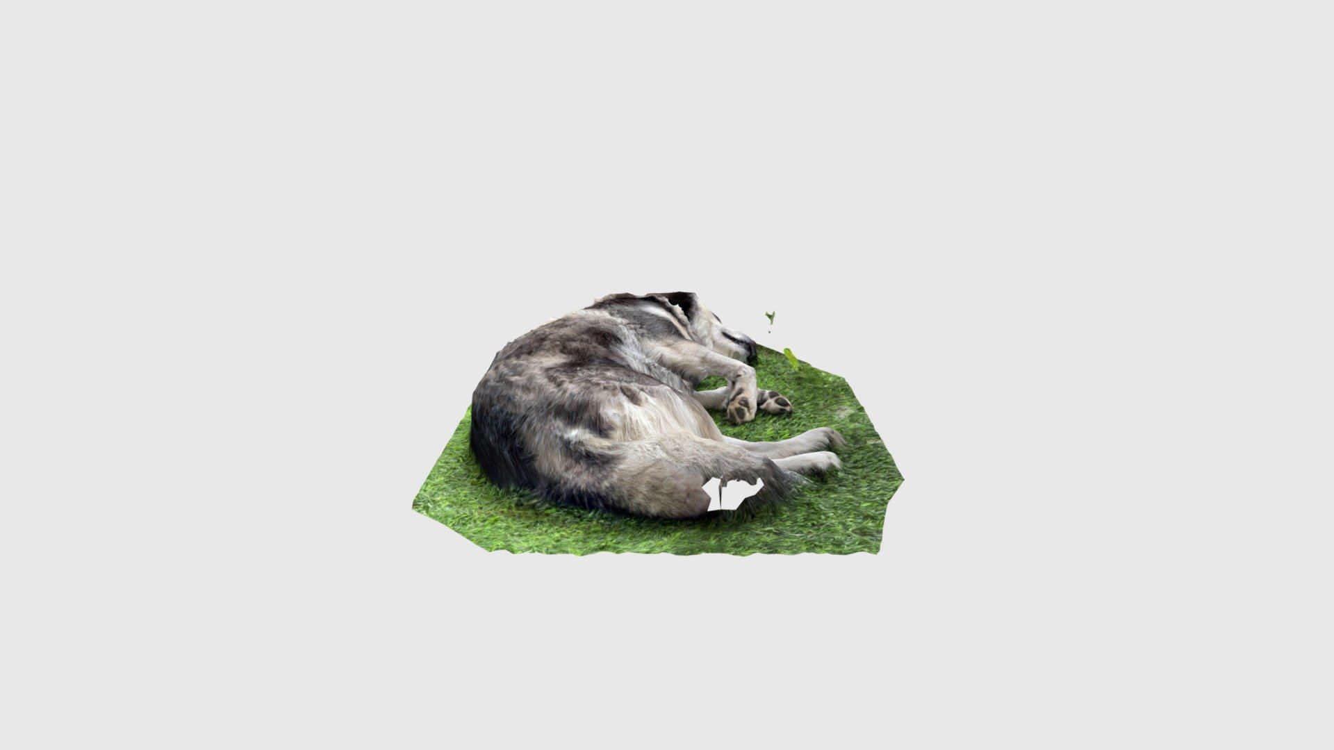 Sleeping husky - Download Free 3D model by kamesenlin [c725648] - Sketchfab