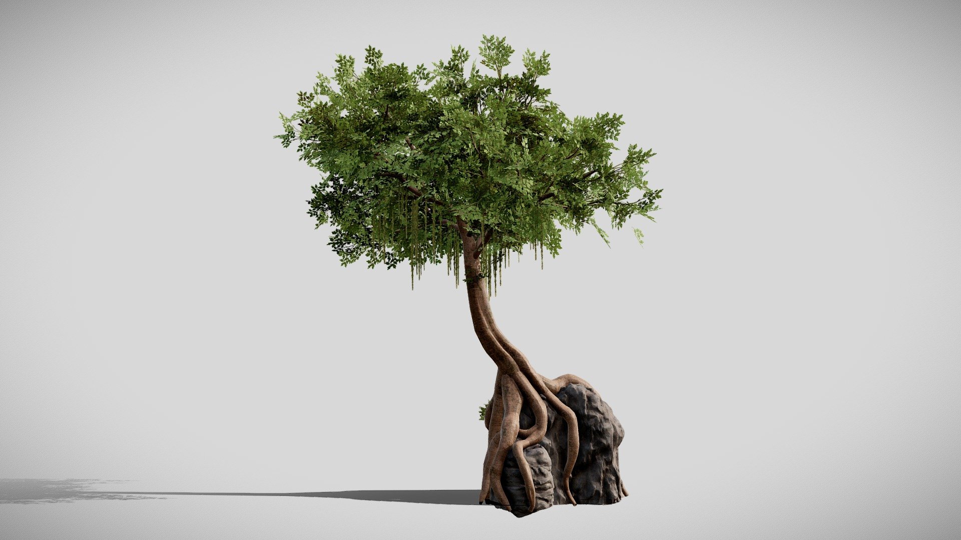 Tree On Rock - Buy Royalty Free 3D model by Paul (@nathan.d1563 ...