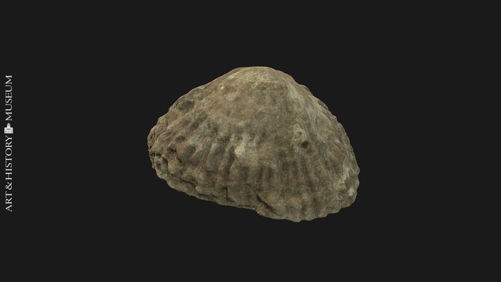 Limpet 3D models - Sketchfab