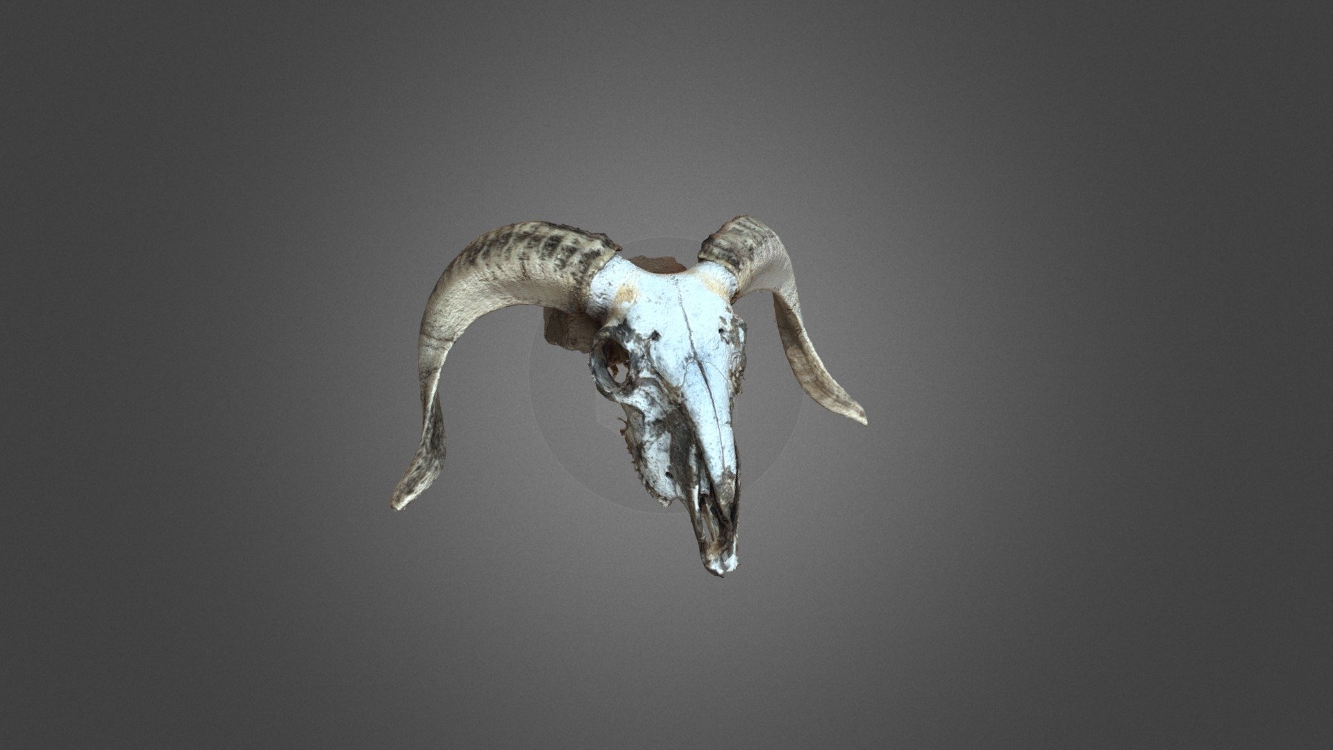 Ram Skull - Download Free 3D model by rabiab [c734d93] - Sketchfab