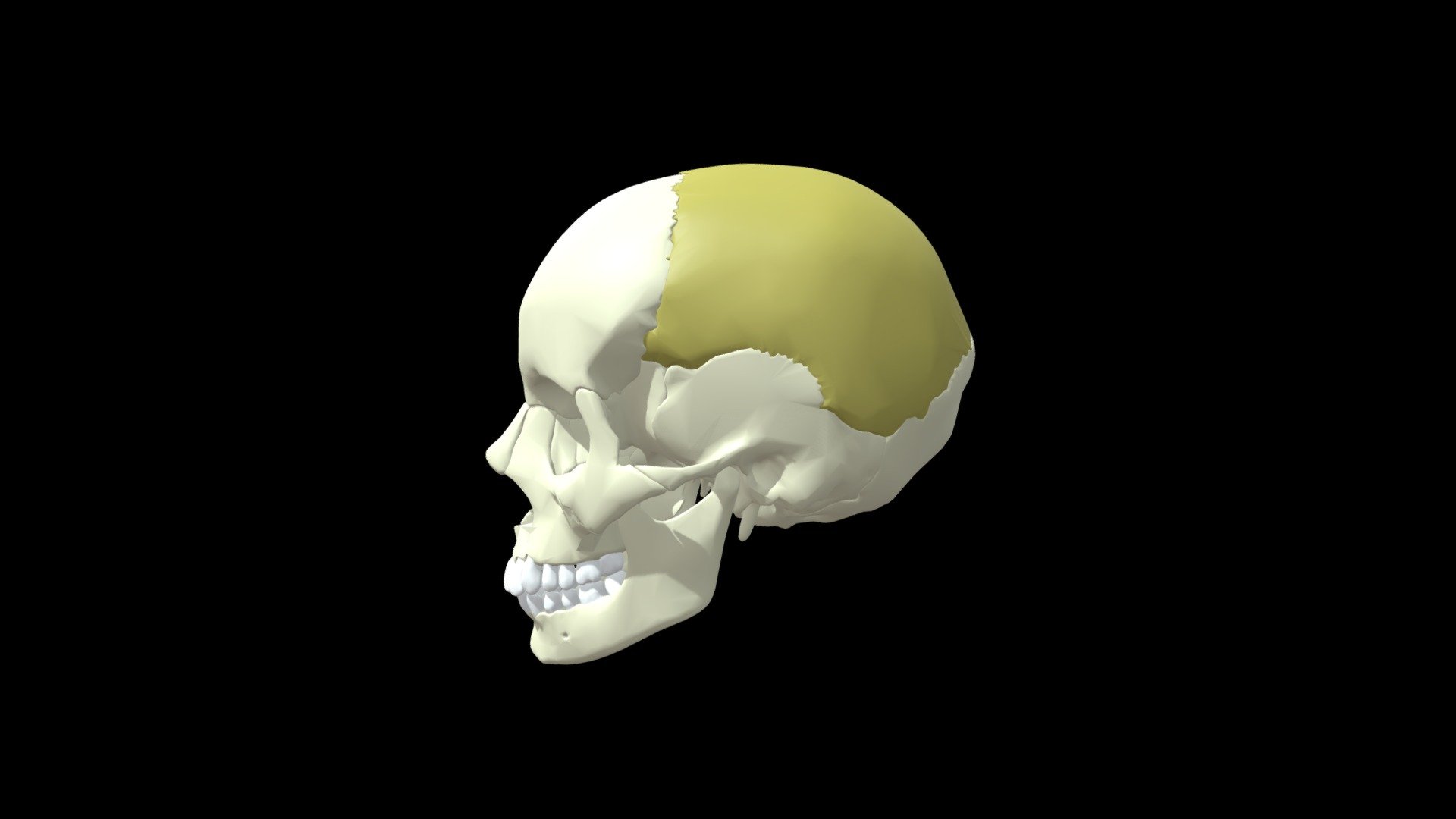 Parietal Bones - Download Free 3D model by Anatomary [c73a266] - Sketchfab