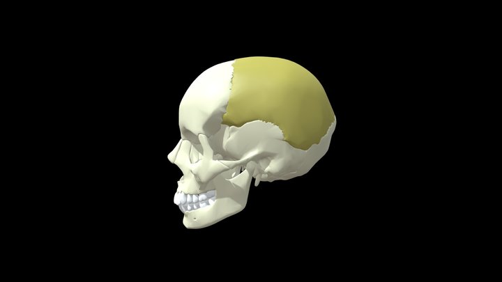 Parietal-bone 3D models - Sketchfab