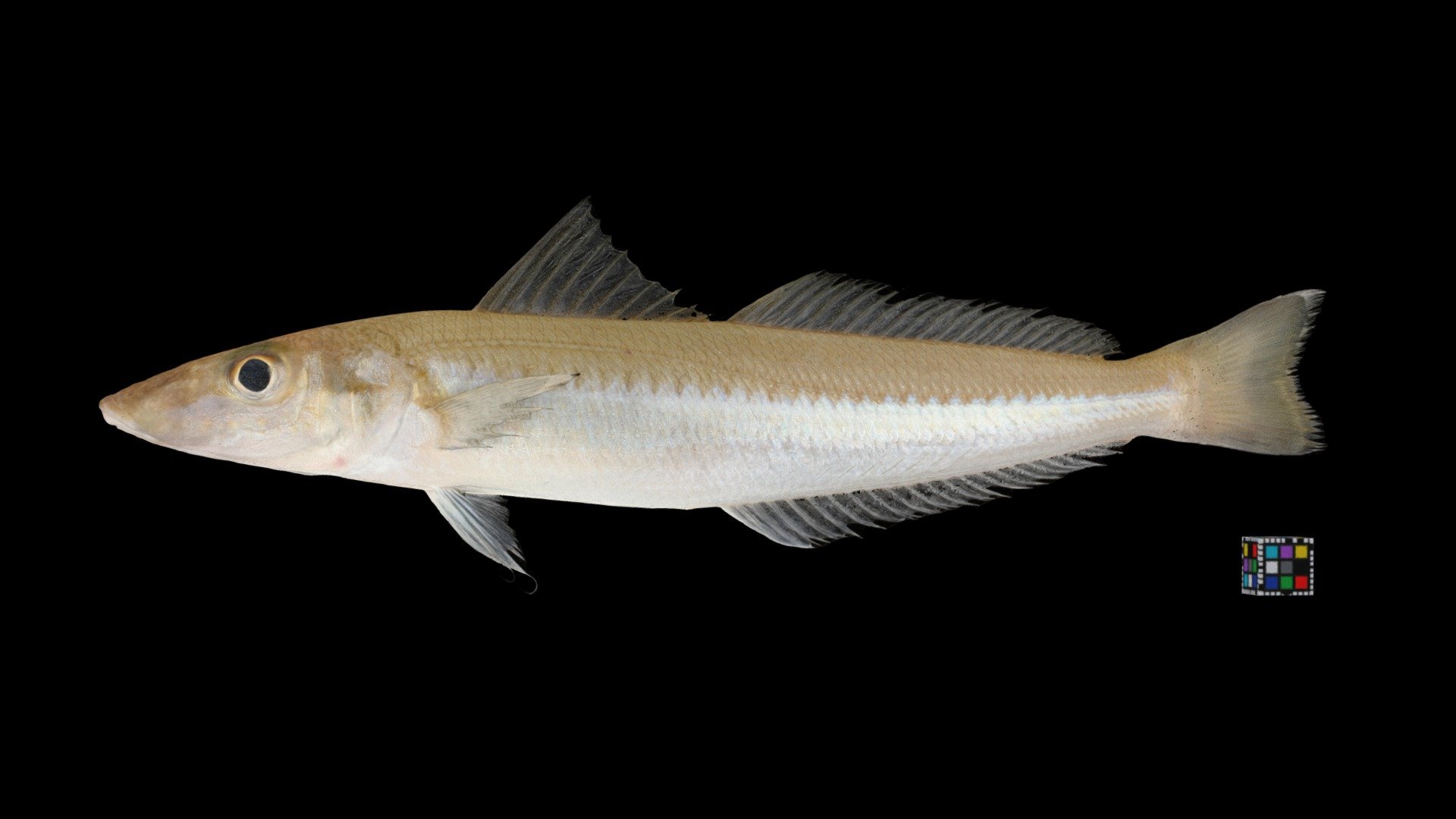 シロギス ♀ Japanese Whiting, Sillago japonica - Download Free 3D model by ...