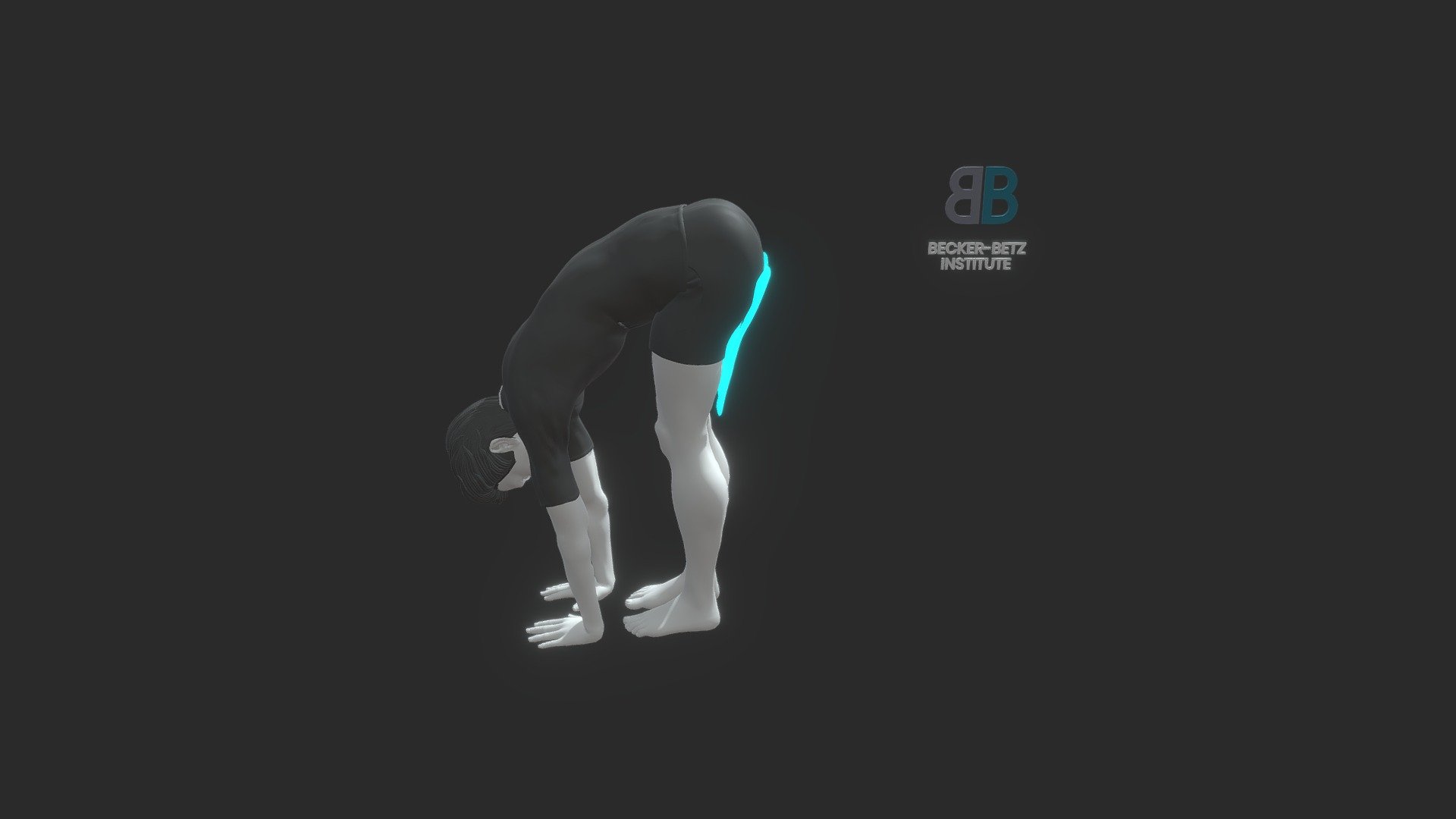Hamstrings_4_MAN - 3D model by BeckerBetz [c74a311] - Sketchfab