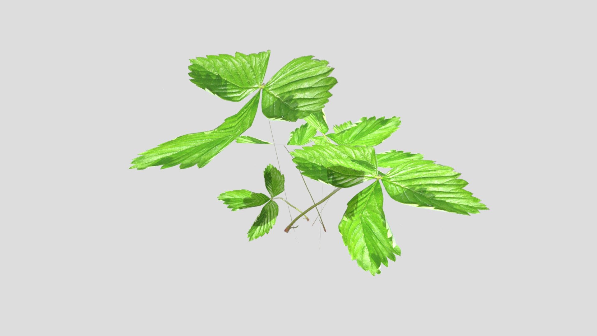Strawberry Variation 1 - Buy Royalty Free 3D model by ...