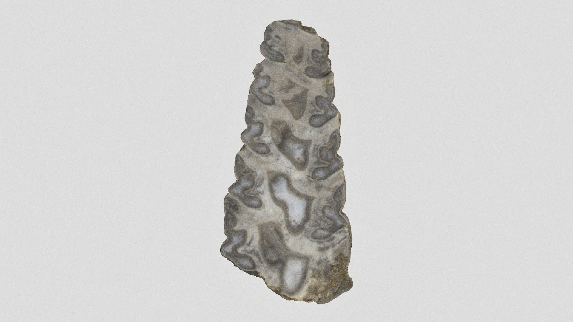 Nerinea - Download Free 3D model by Atlante virtuale 3D Geoscienze ...
