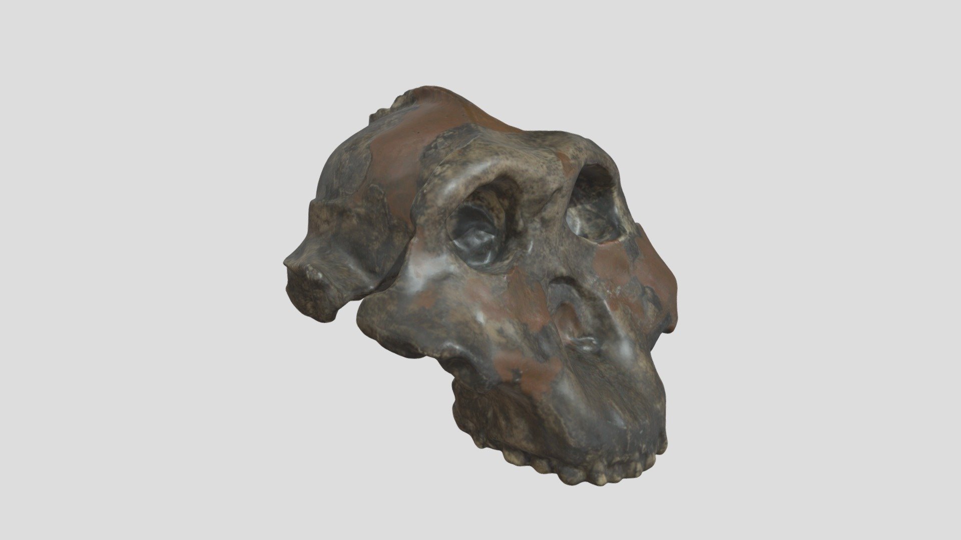 Paranthropus boisei - Download Free 3D model by Service de biologie du ...
