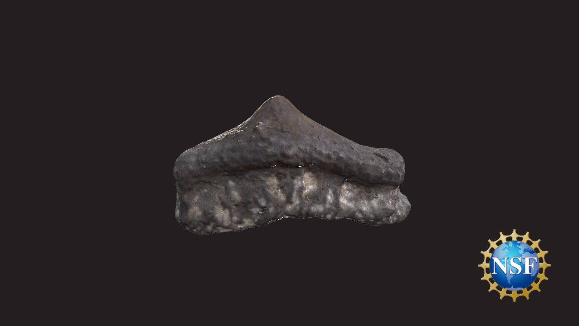 CMNH 7860, Orodus tooth - 3D model by Cleveland Museum of Natural ...