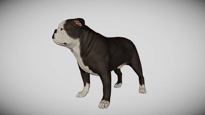 English Bulldog - 3D model by alexlashko [c7616b2] - Sketchfab