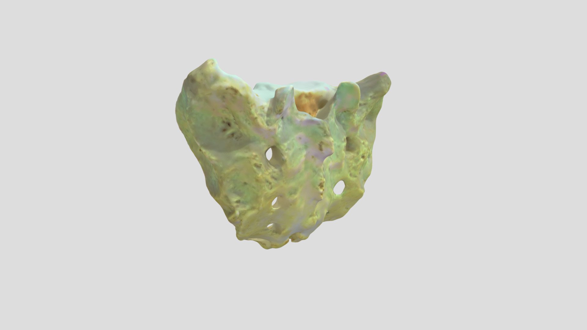 Sacrum - Download Free 3D model by Andreas Kontny (@Andreas.Kontny ...