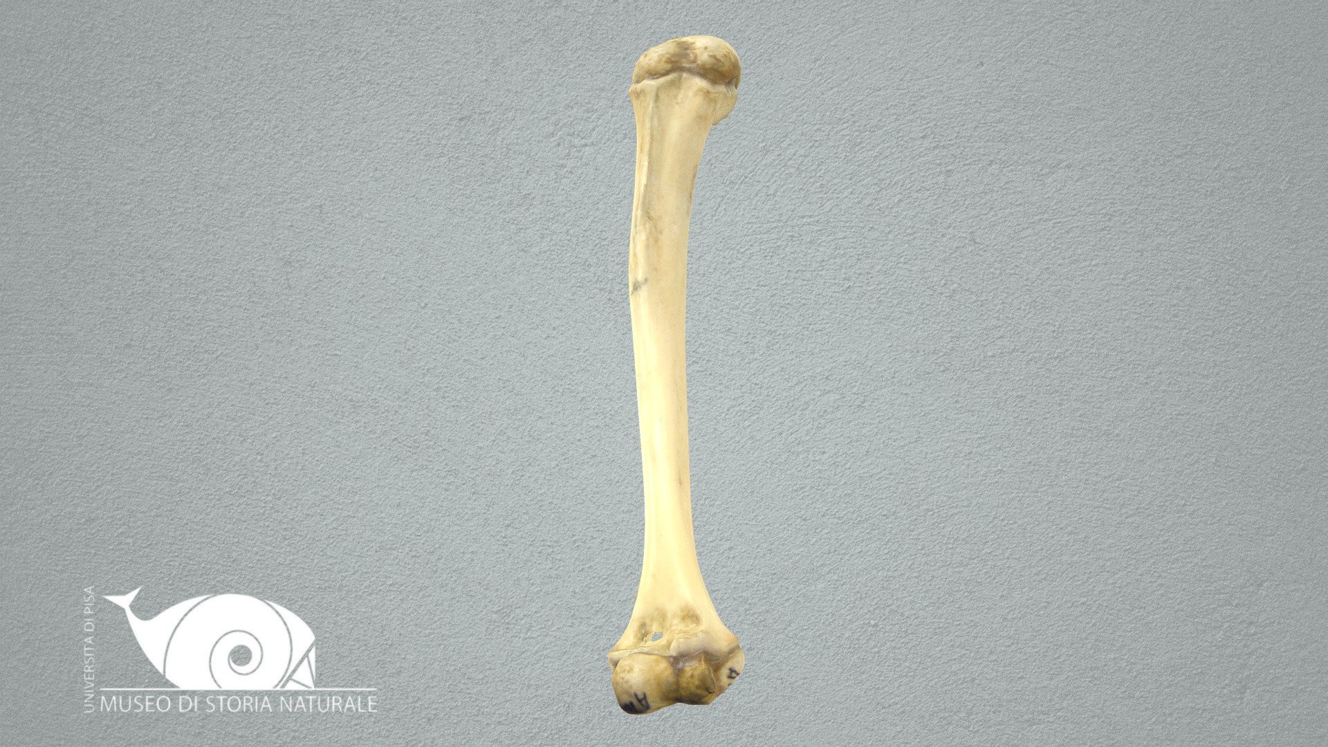 Rhesus macaque (right humerus) - 3D model by Natural History Museum ...