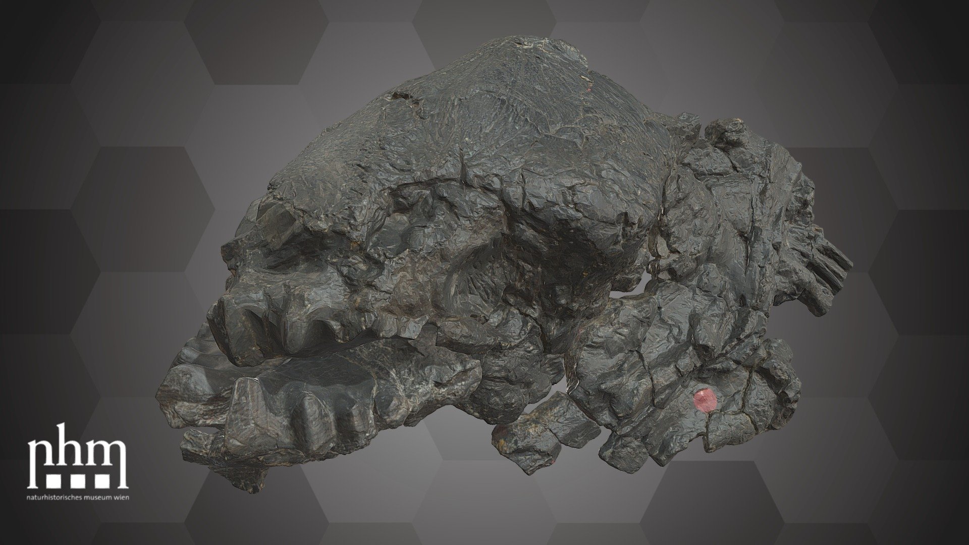 Fossil Lungfish (GBA-1891/001/0001) - Download Free 3D model by Natural ...