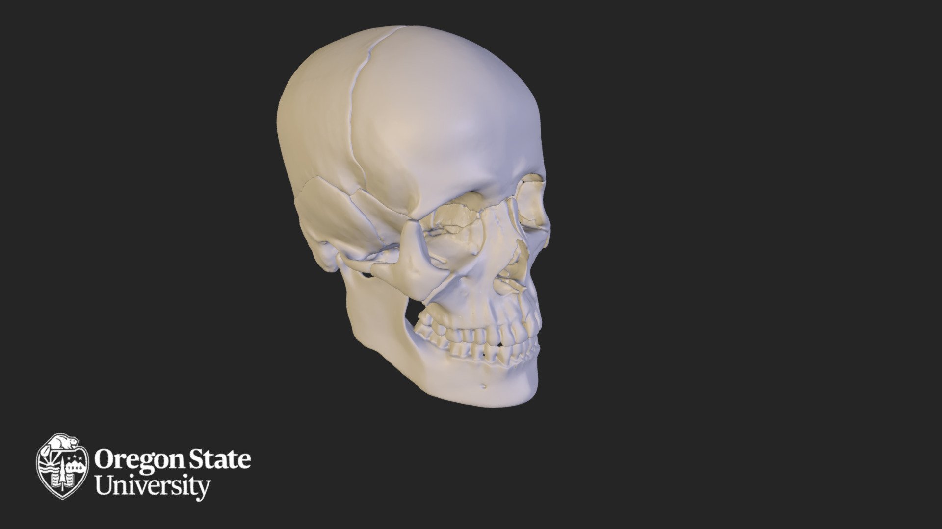 Facial Skull - Download Free 3D model by Oregon State University ...