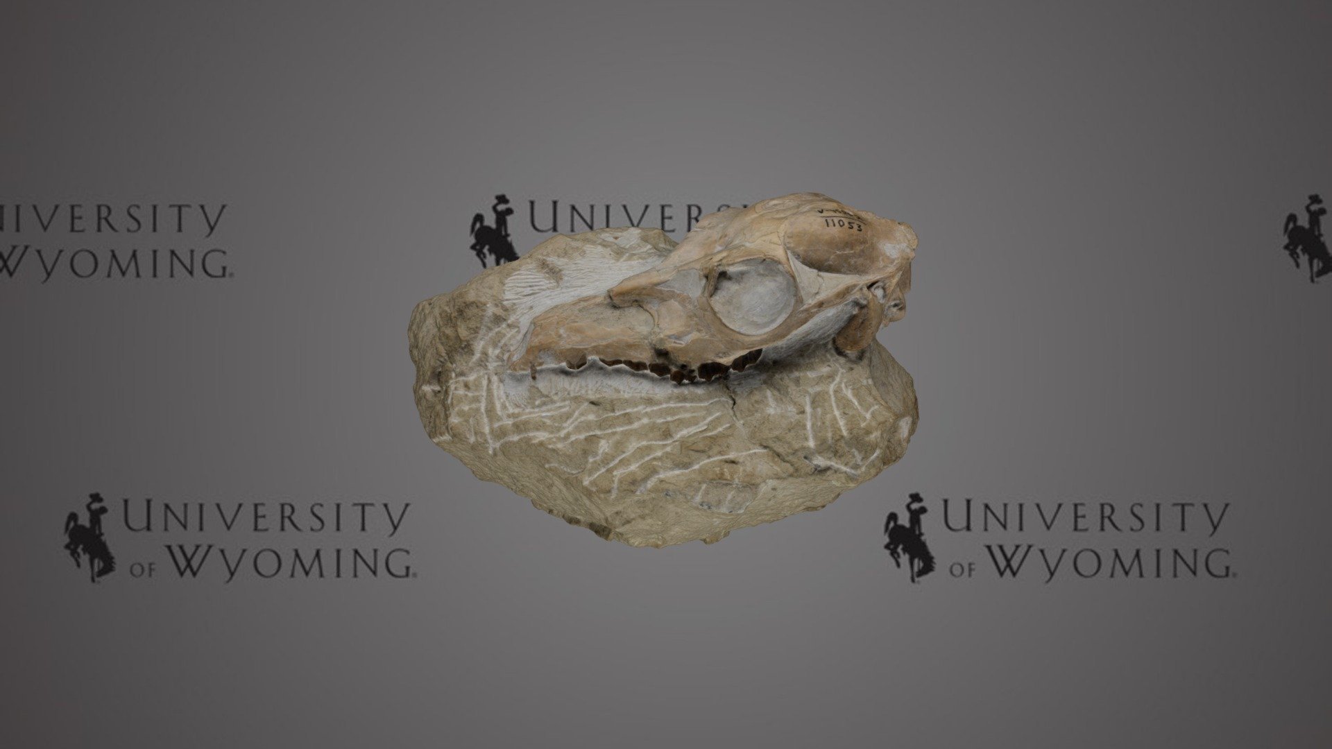 UW 11053 Camelidae, Skull - Download Free 3D model by University of ...