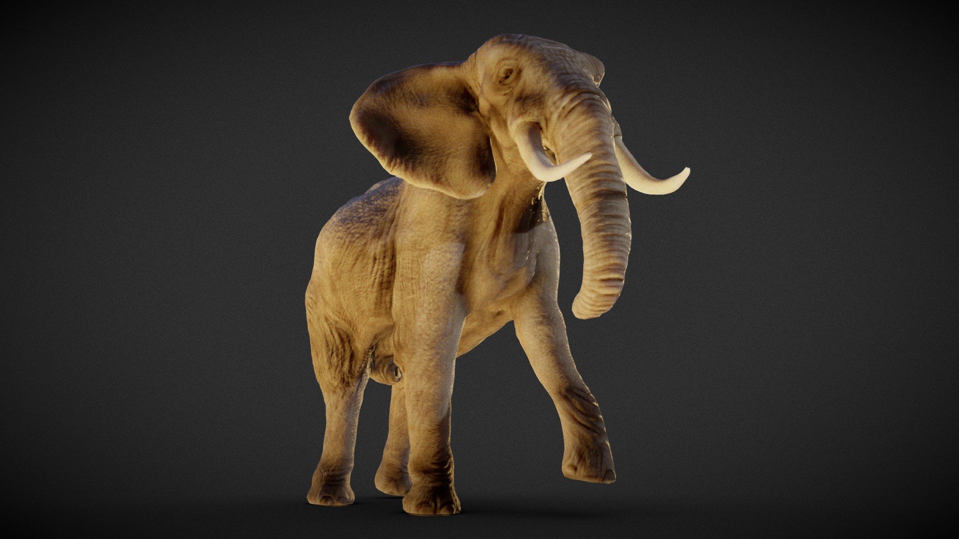 African Elephant revisted - 3D model by Mieke Roth (@miekeroth ...