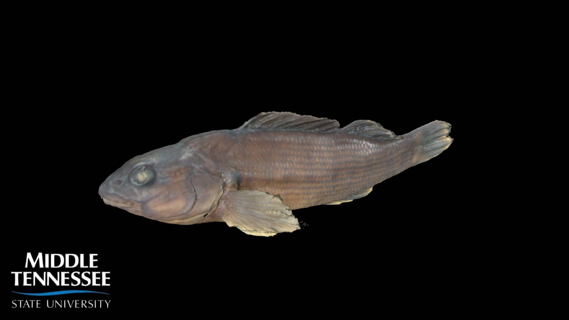 Greenfin darter - Nothonotus chlorobranchius - Download Free 3D model ...
