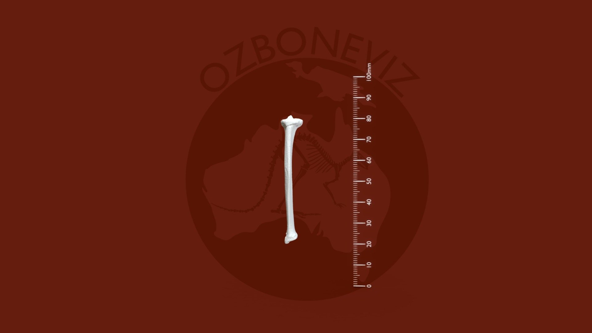 Rock-haunting ringtail possum tibia - 3D model by Ozboneviz [c77e139 ...