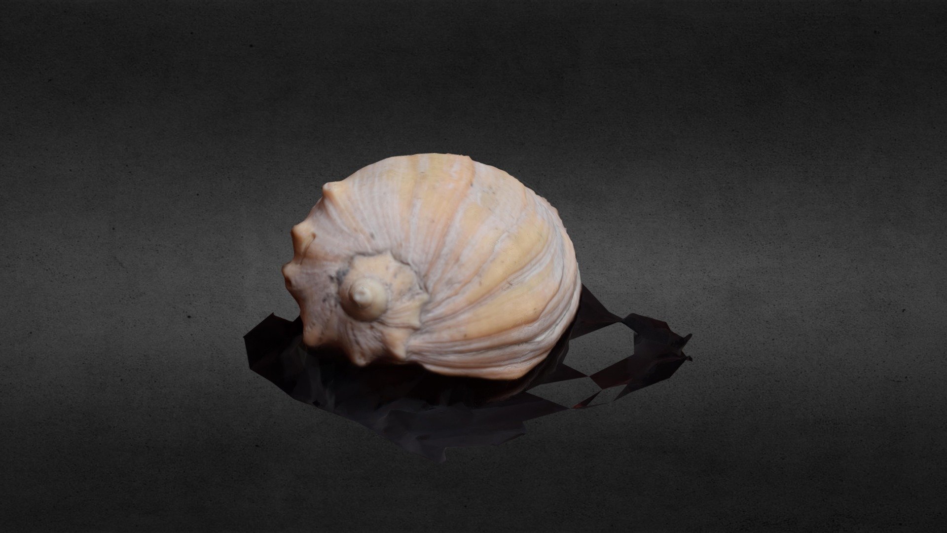 Caracol_2da Prueba Fotogrametría - 3D model by Eric.Fabricant [c780a32 ...