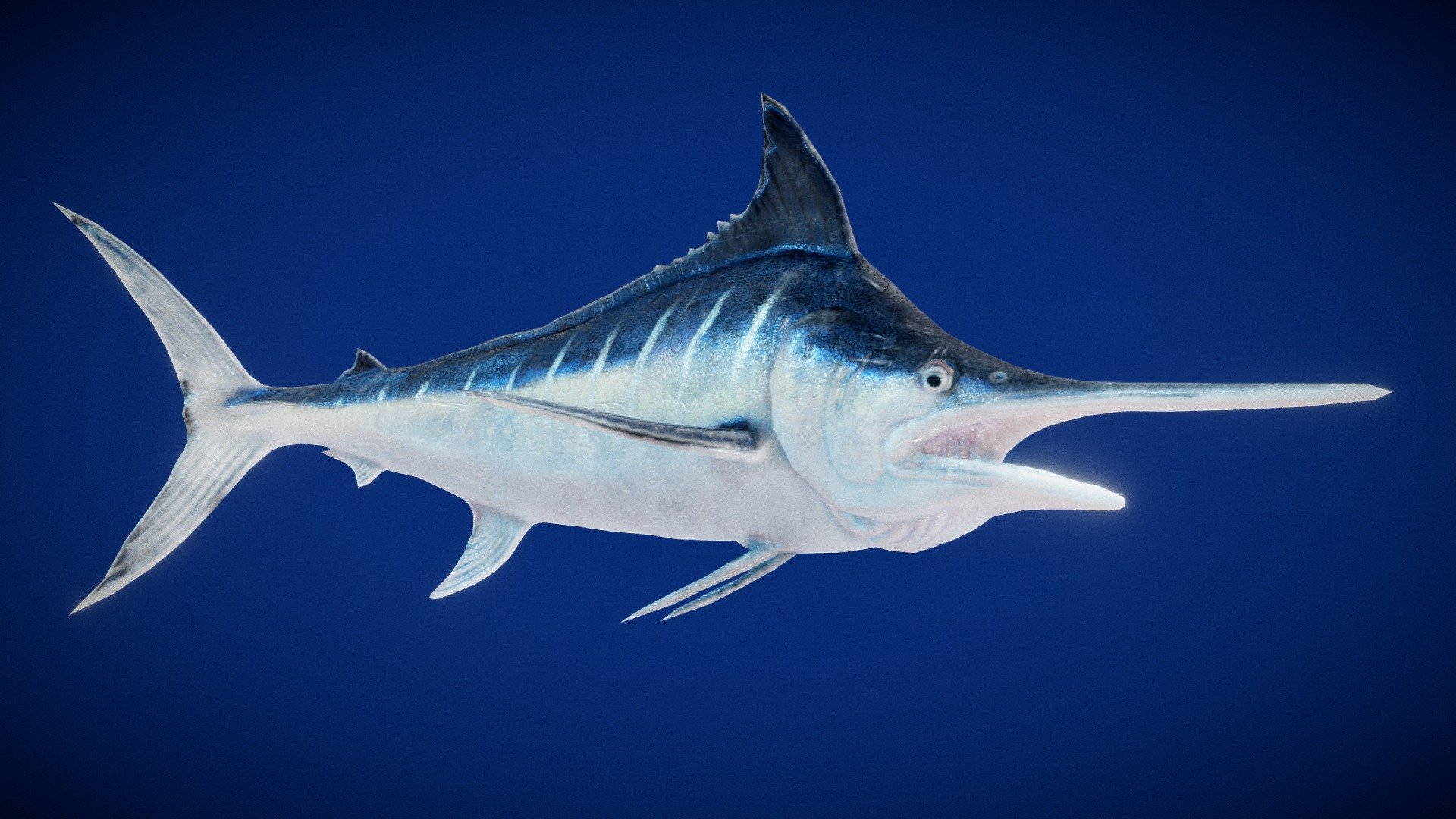 Kajikia_albidus - 3D model by DORAGM [c786e46] - Sketchfab