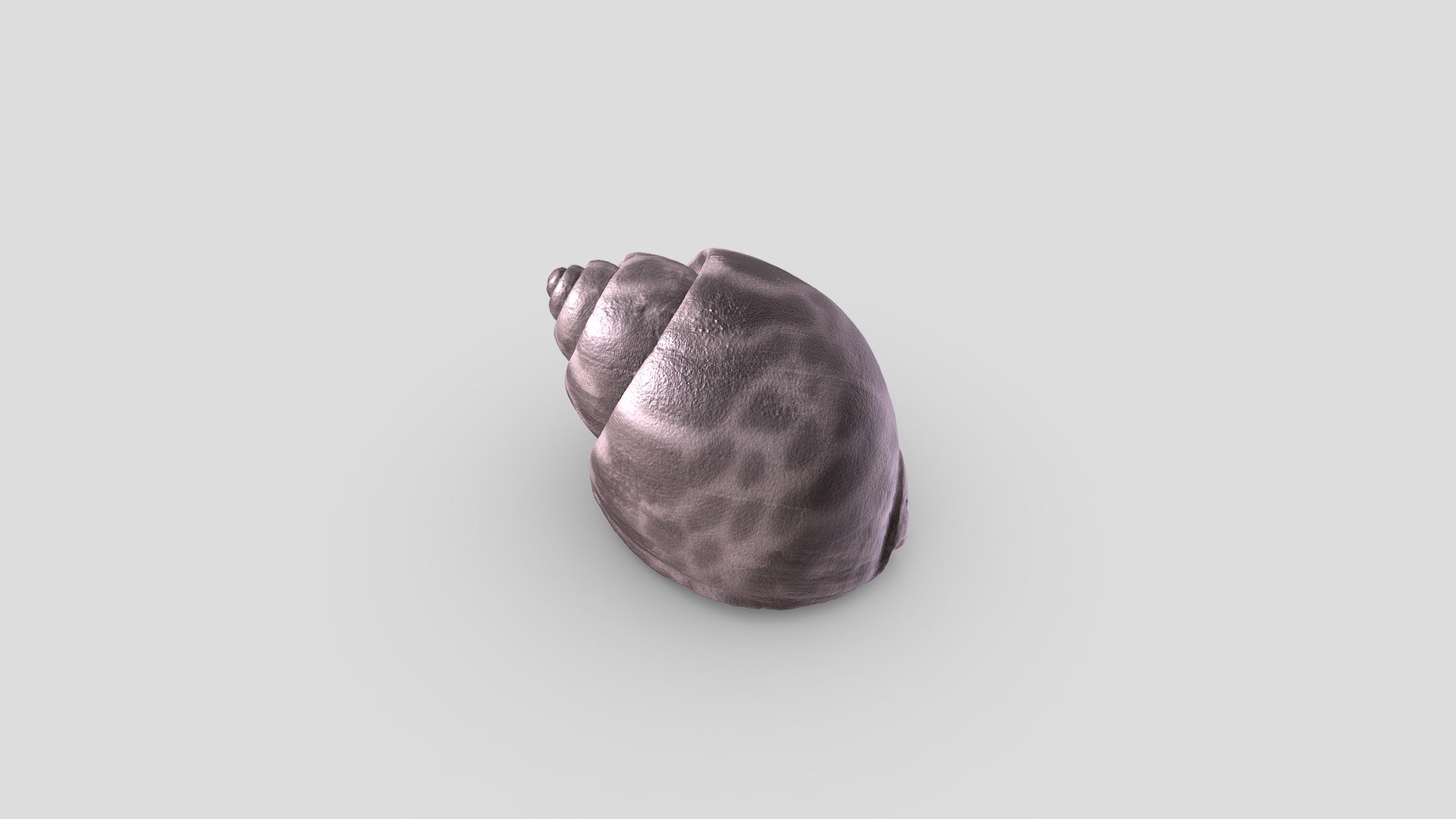 Sea Snail with texture - Download Free 3D model by Diana Liu ...