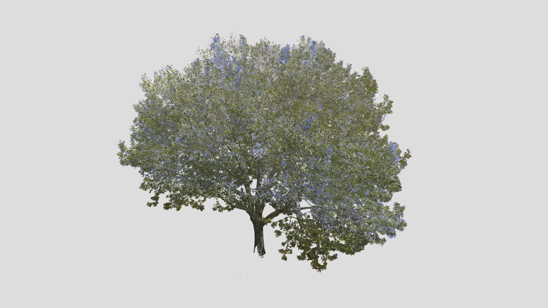 Tree Point Cloud - Buy Royalty Free 3D model by magnum_opus (@tree ...