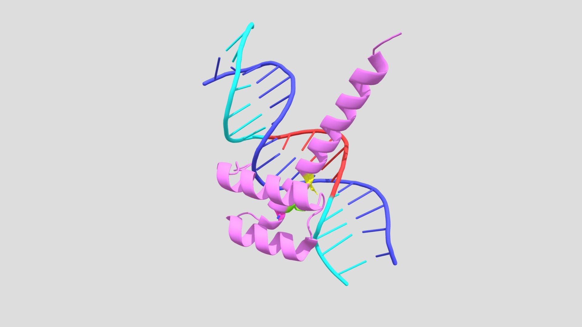 The structure of Cdx2 to DNA:CAA - 3D model by linh2324 [c78c228 ...