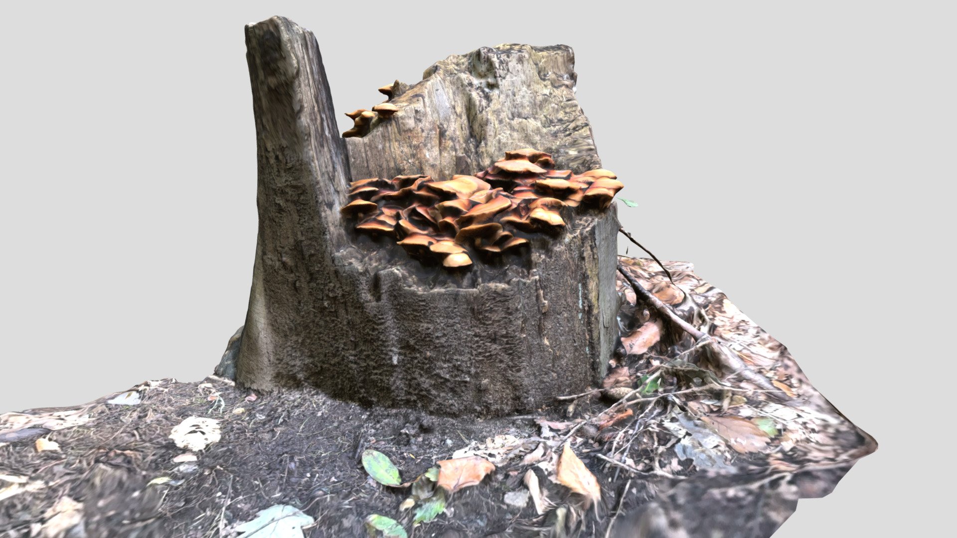 tree stump with fungi - Download Free 3D model by Scanberry [c78c397 ...