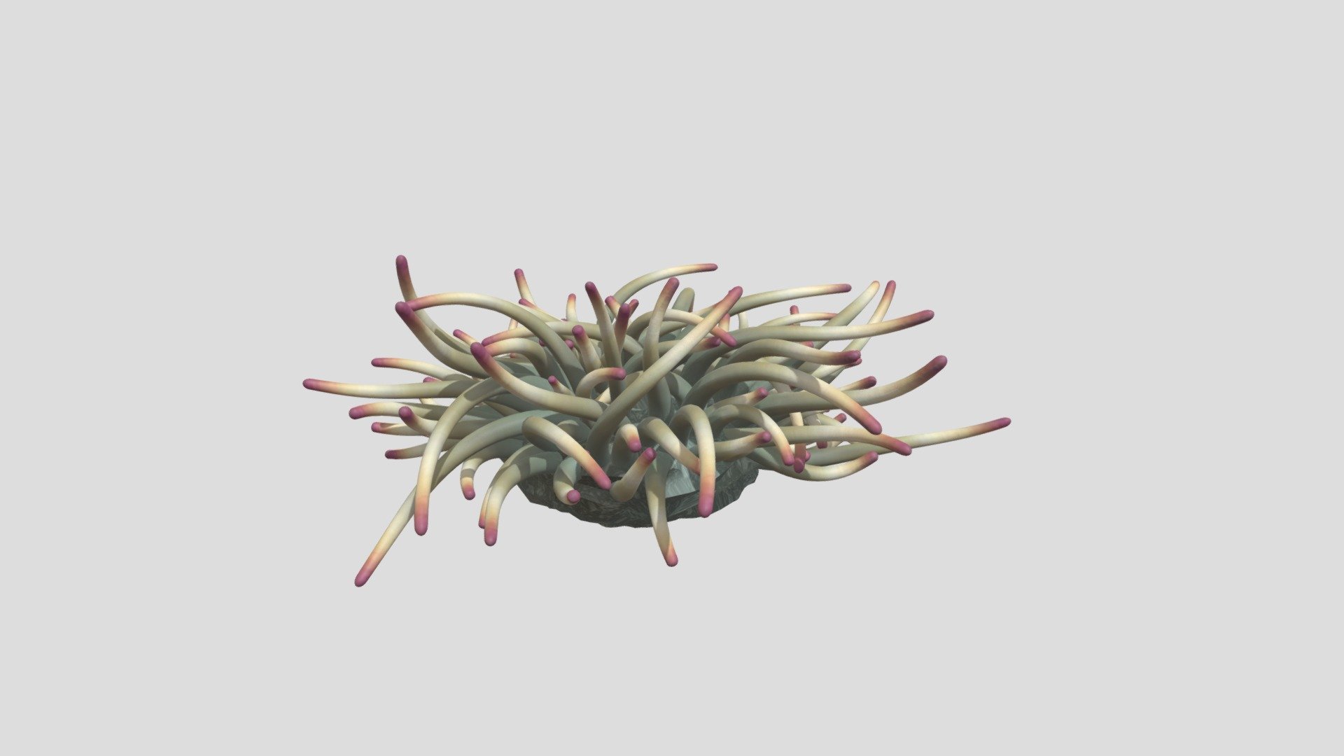 Golden anemone - Buy Royalty Free 3D model by Xavi (@xavicarol3D ...