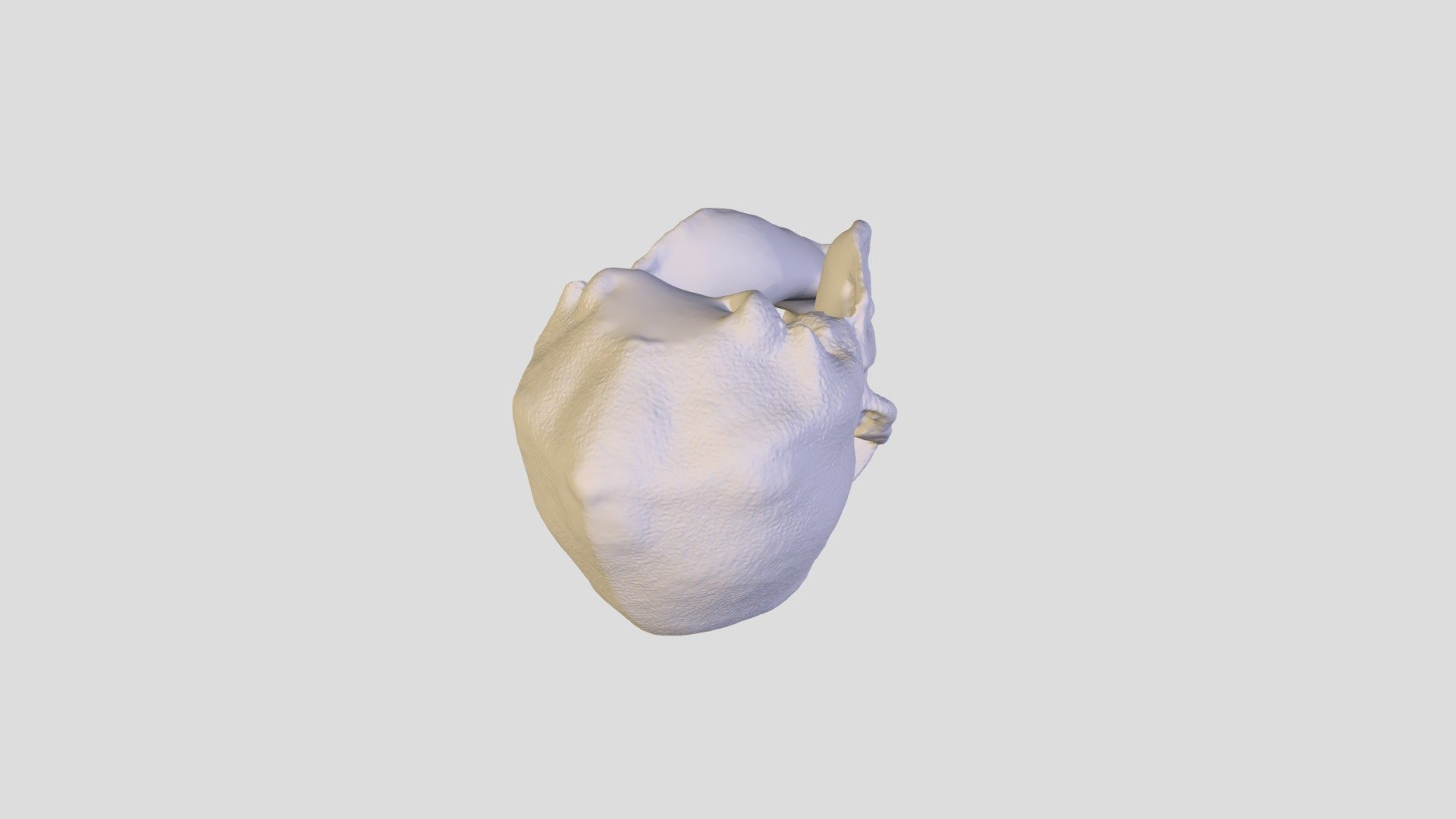 D_ rotundus Skull - Download Free 3D model by nlasley1 [c78ce3b ...