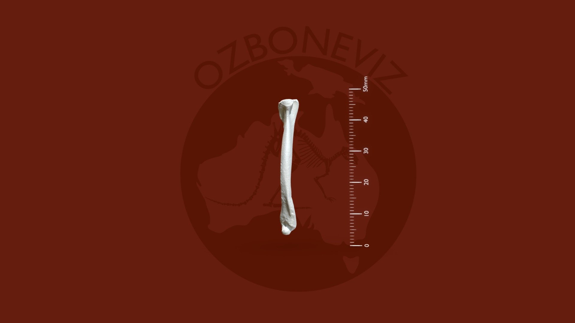 Platypus tibia - 3D model by Ozboneviz [c78f407] - Sketchfab