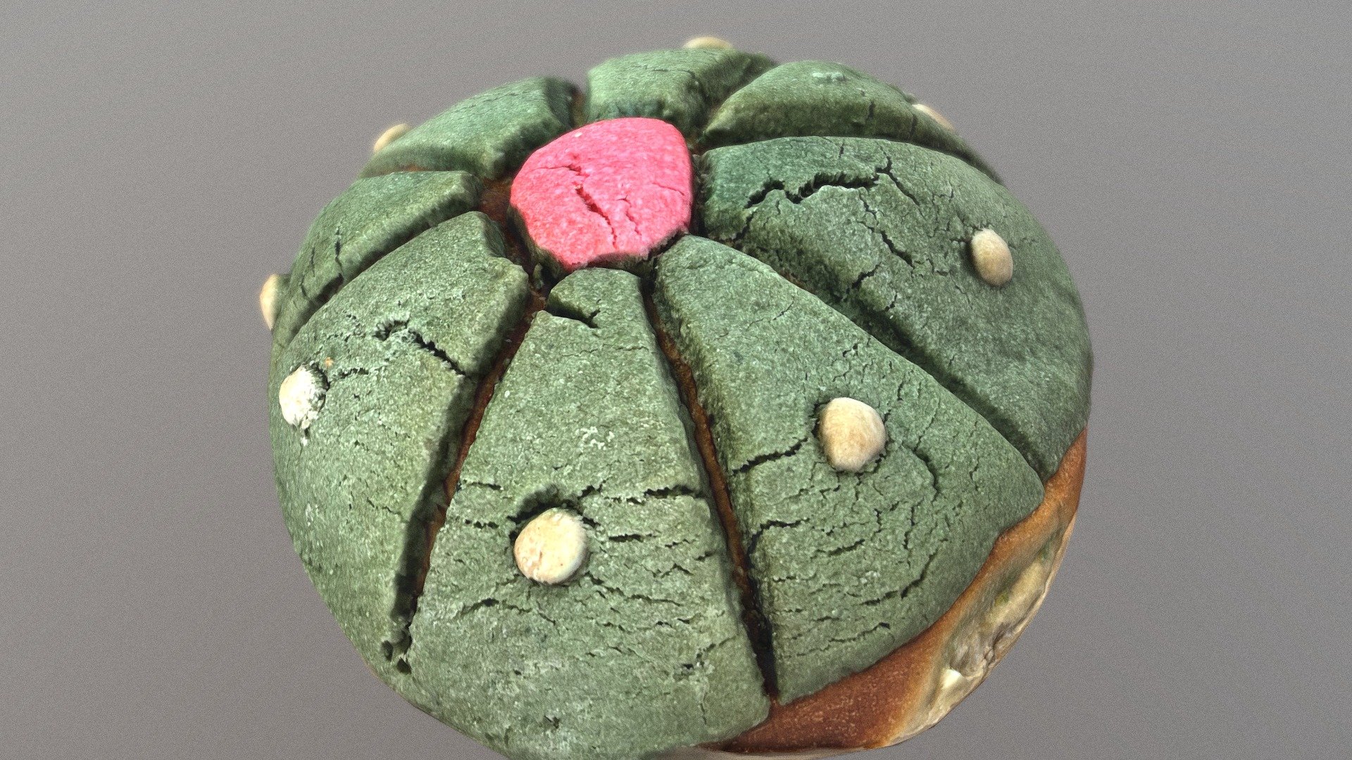 DAY 26 | PEYOCONCHA - Download Free 3D model by Mario Rocha (@Mario_r_o ...