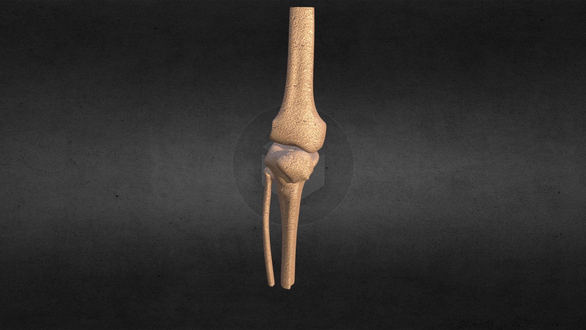 Rodilla - 3D model by CEFIECS [c795ec1] - Sketchfab