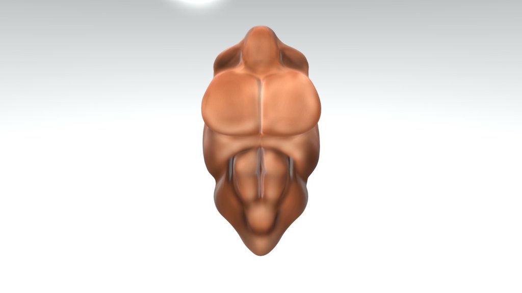 Completed Torso For Render - 3D model by Umarrudin Selamat (@shockphin ...