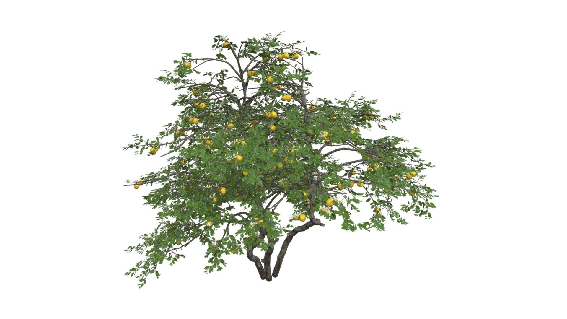 Lemon Tree #07 - Buy Royalty Free 3D model by meshshape [c7a0033 ...
